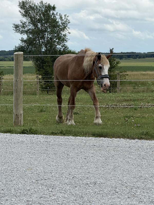 Nutrena ProForce Textured Senior Horse Feed, 50 lb. Bag at Tractor ...