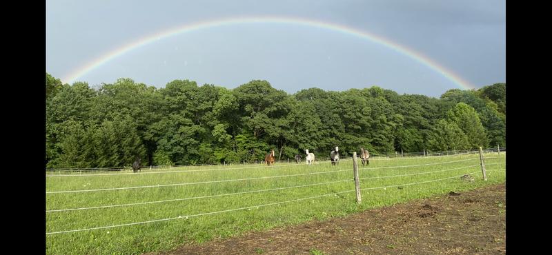 Nutrena Triumph 12-8 Pelleted Horse Feed, 50 lb. Bag at Tractor Supply Co