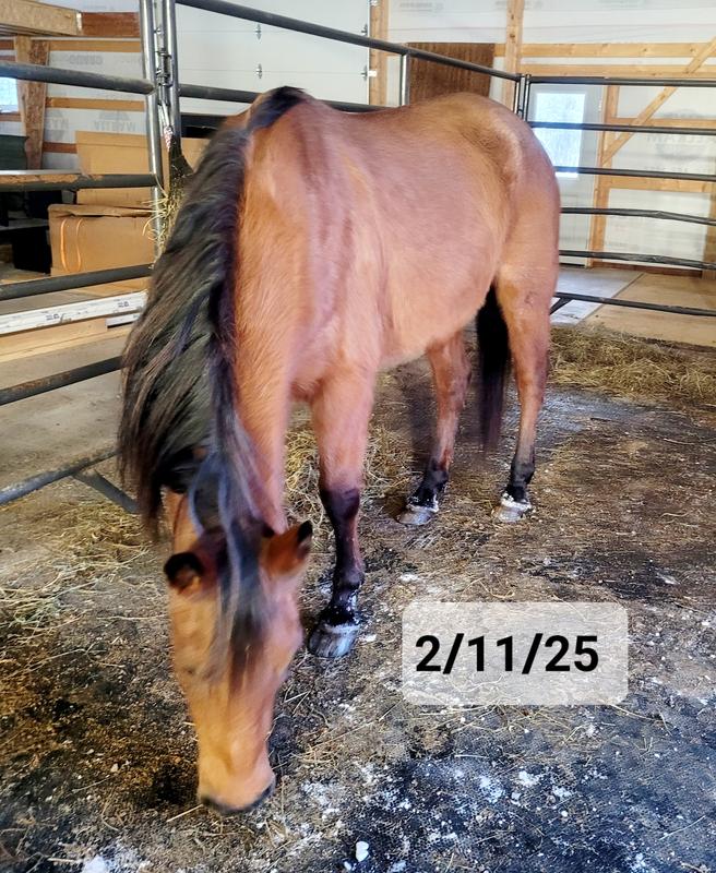 Nutrena SafeChoice Pelleted Senior Horse Feed, 50 lb. Bag at Tractor ...