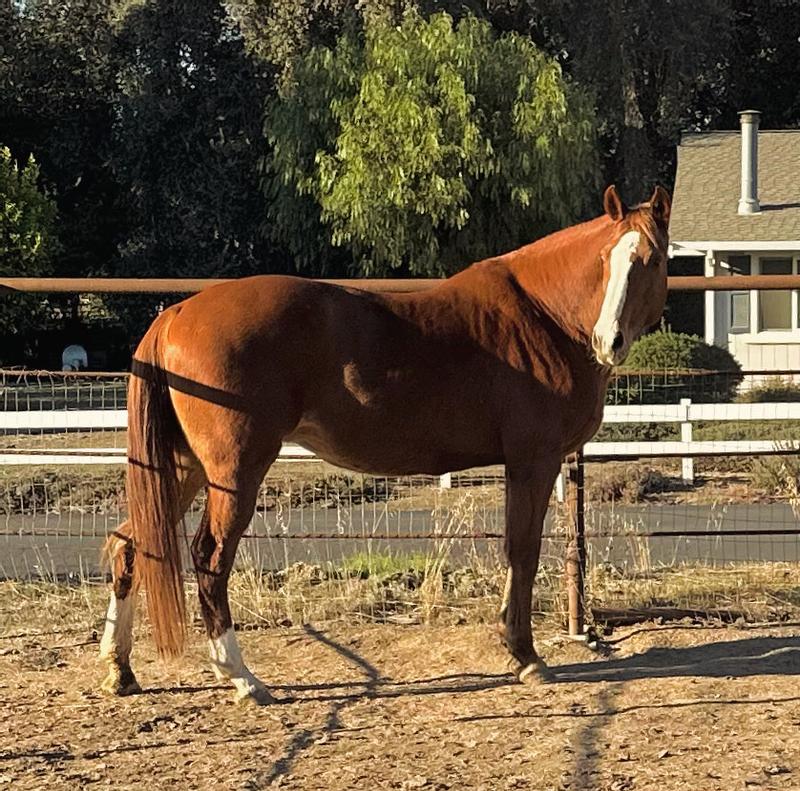 Nutrena ProForce Textured Senior Horse Feed, 50 lb. Bag at Tractor ...