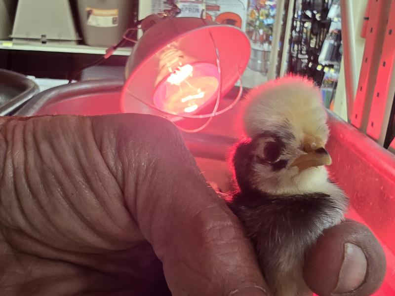 Nutrena Hi Pro Scratch Poultry Grains at Tractor Supply Co