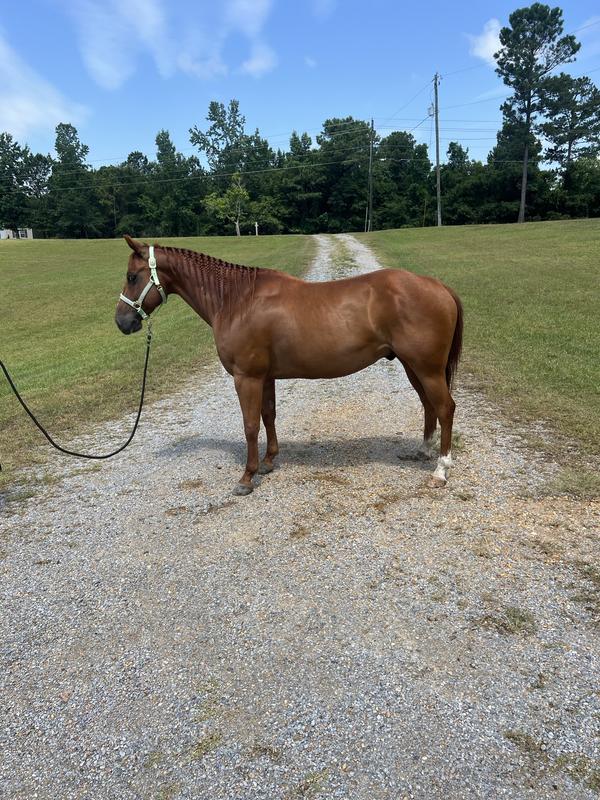 Nutrena Triumph 12-8 Pelleted Horse Feed, 50 lb. Bag at Tractor Supply Co