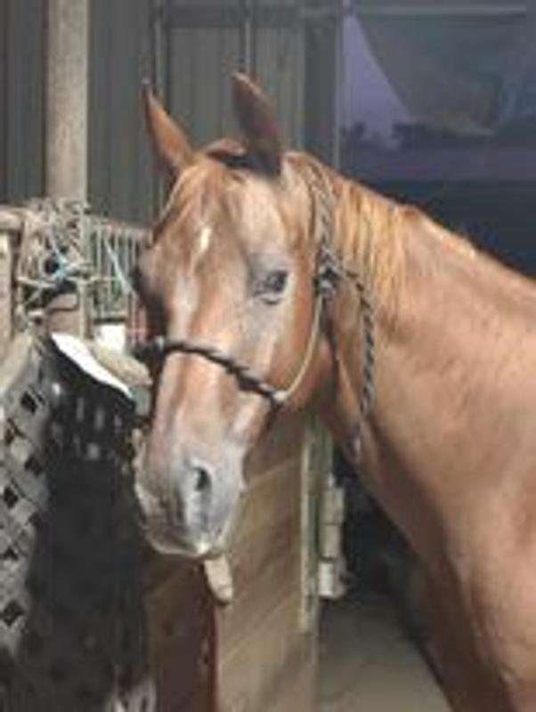 Nutrena Empower Boost High-Fat Rice Bran Horse Feed Supplement, 40 lb ...