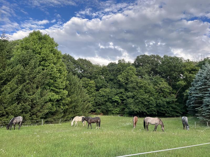 Nutrena Triumph 12-8 Pelleted Horse Feed, 50 lb. Bag at Tractor Supply Co