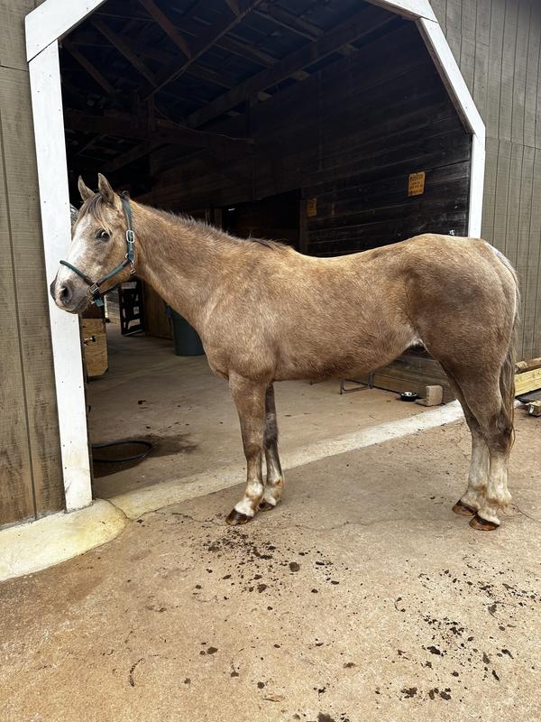 Nutrena ProForce Textured Senior Horse Feed, 50 lb. Bag at Tractor ...