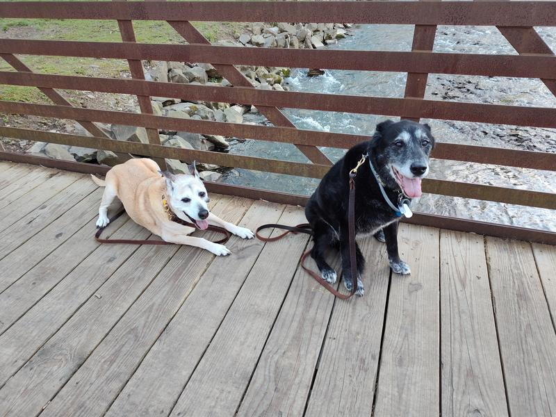 Nutrena True All Life Stages Professional 30/20 Chicken Recipe Dry Dog ...