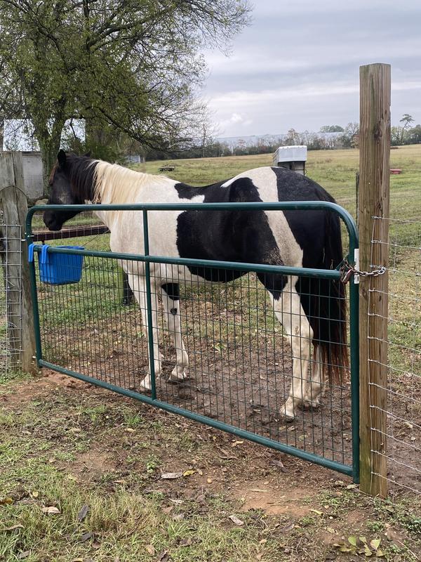 Nutrena Triumph 12-8 Pelleted Horse Feed, 50 lb. Bag at Tractor Supply Co