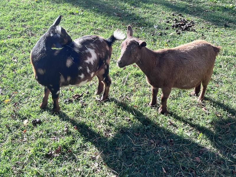 Nutrena Country Feeds 17% Textured Goat Feed, 50 lb. Bag at Tractor ...