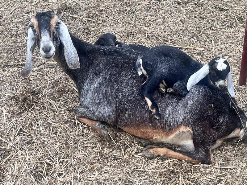 Nutrena Country Feeds 17% Textured Goat Feed, 50 lb. Bag at Tractor ...