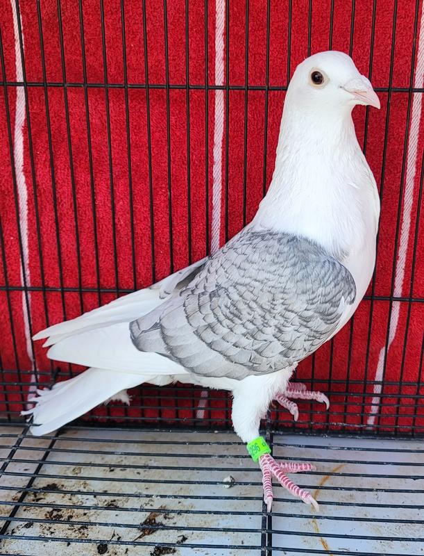 Nutrena Hi Pro Scratch Poultry Grains at Tractor Supply Co