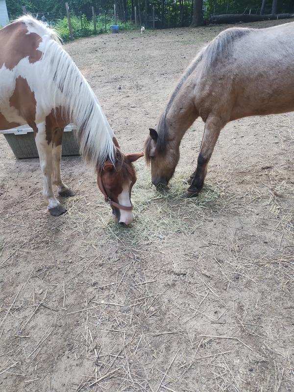 Nutrena Triumph 12-8 Pelleted Horse Feed, 50 lb. Bag at Tractor Supply Co.