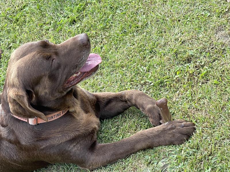 Nylabone Durable Bacon Bone Giant, Brown at Tractor Supply Co
