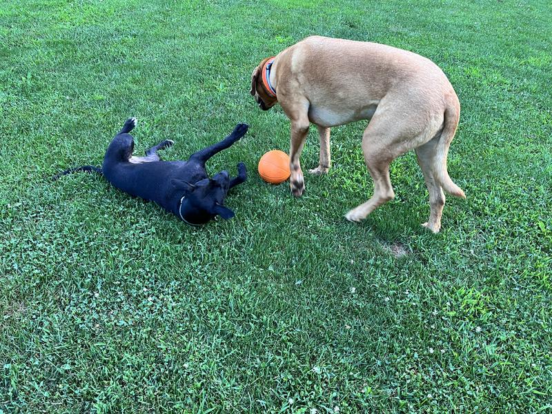 Nylabone Power Play Gripz Basketball in the Pet Toys department at ...