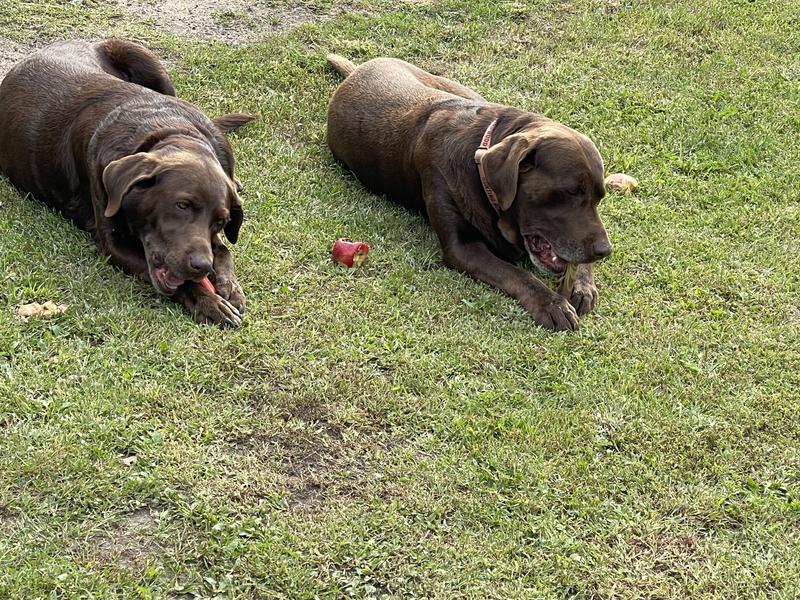 Nylabone Durable Bacon Bone Giant, Brown at Tractor Supply Co