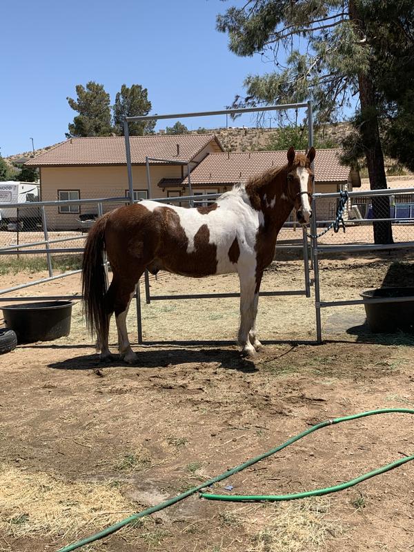 SmartEquine SmartStride Senior Pellets at Tractor Supply Co