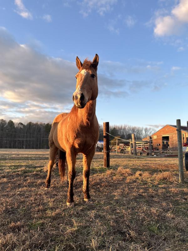 SmartEquine SmartStride Senior Pellets at Tractor Supply Co