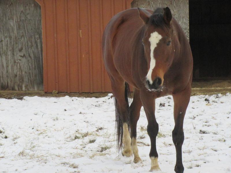 SmartEquine SmartHoof Pellets Equine Supplement at Tractor Supply Co