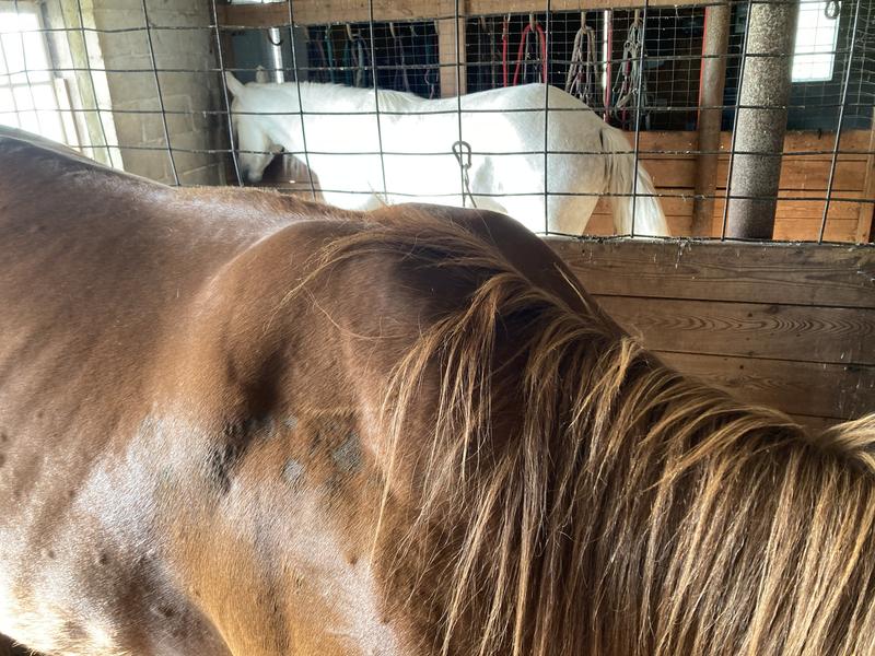 Elevate Maintenance Powder for Horses, 2 lb. at Tractor Supply Co