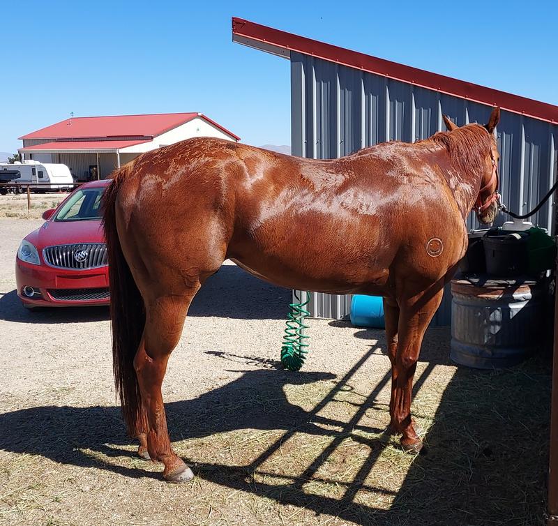 SmartEquine SmartHoof Pellets Equine Supplement at Tractor Supply Co