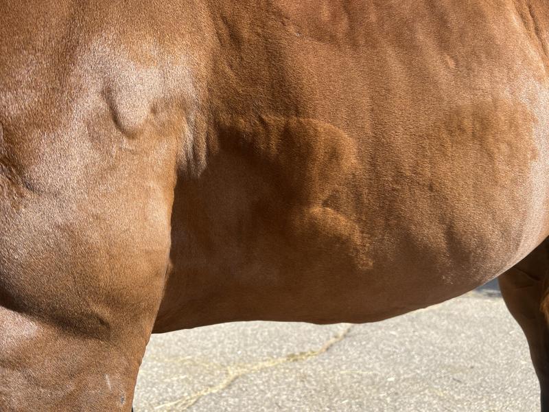 Equiderma Neem Horse Spray at Tractor Supply Co