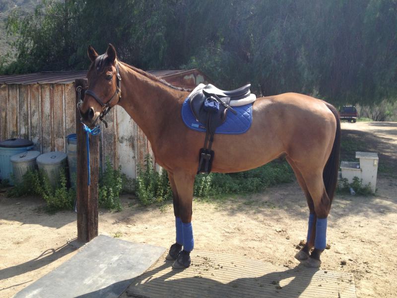 Lettia Coolmax Dressage Girth, 32 in.,Black at Tractor Supply Co