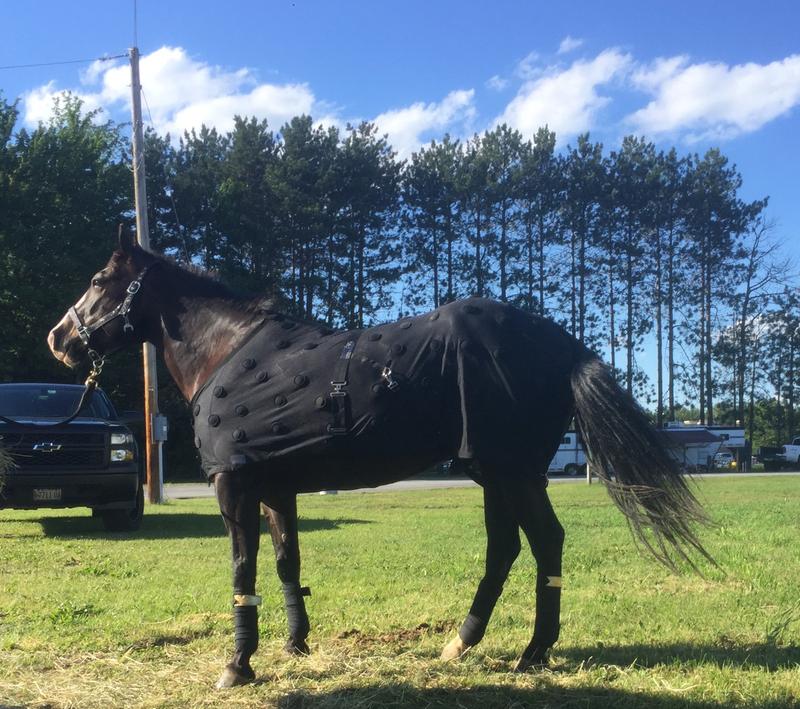 Benefab Rejuvenate SmartScrim Horse Therapy Blanket at Tractor Supply Co