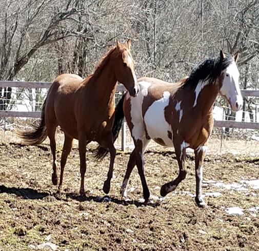 SmartEquine SmartHoof Pellets Equine Supplement at Tractor Supply Co