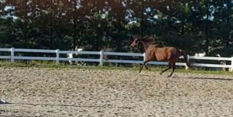 SmartEquine SmartHoof Pellets Equine Supplement at Tractor Supply Co