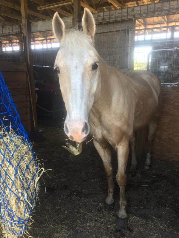 SmartEquine SmartHoof Pellets Equine Supplement at Tractor Supply Co