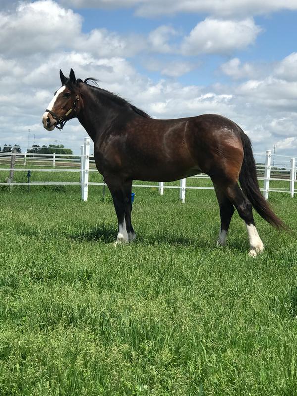 SmartEquine SmartFlex Senior Herb-Free Pellets at Tractor Supply Co