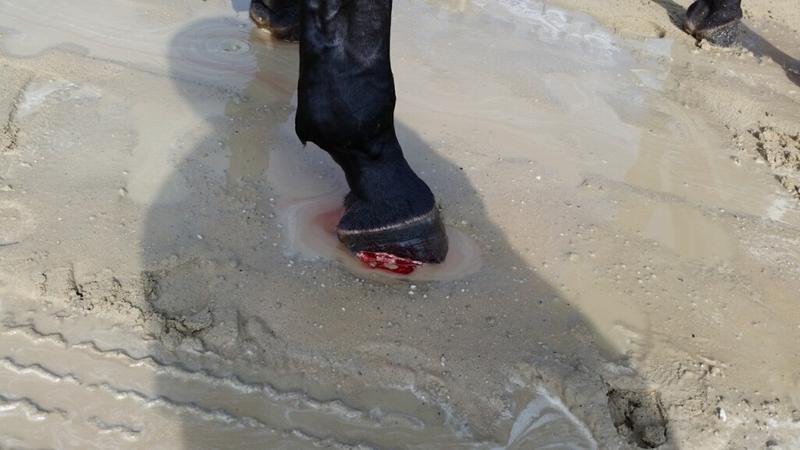 SmartEquine SmartHoof Pellets Equine Supplement at Tractor Supply Co