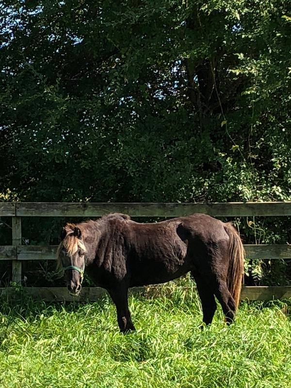 SmartEquine SmartFlex Senior Herb-Free Pellets at Tractor Supply Co