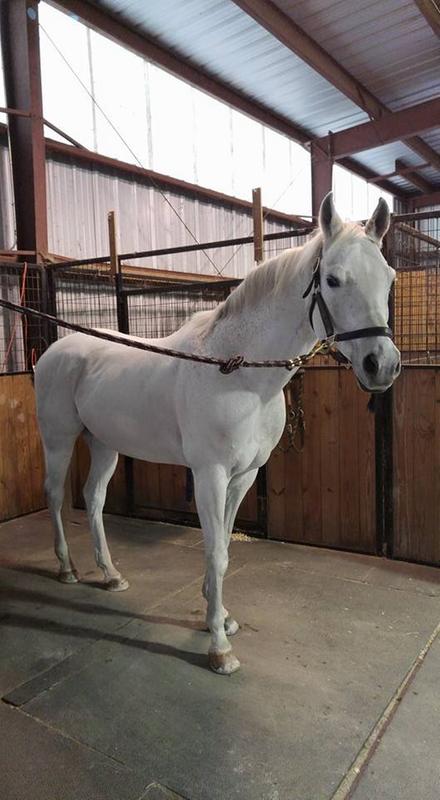 SmartEquine SmartHoof Pellets Equine Supplement at Tractor Supply Co