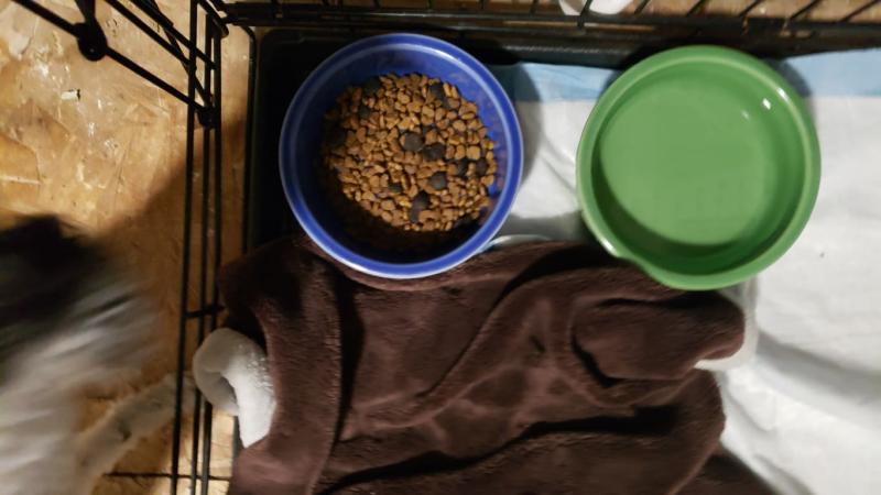 Solid Gold Nurtientboost Wee Bit Bison Dry Dog Food, 3.75 lbs. | Petco