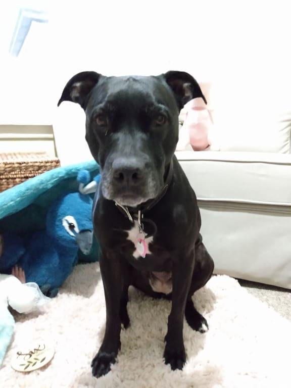 Solid Gold Green Cow Beef Tripe Grain-Free Dog Food 13.2 oz