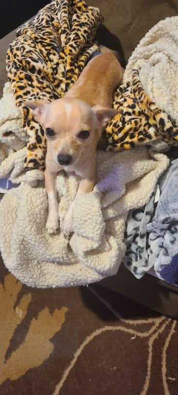 Solid Gold Nurtientboost Wee Bit Bison Dry Dog Food, 3.75 lbs. | Petco