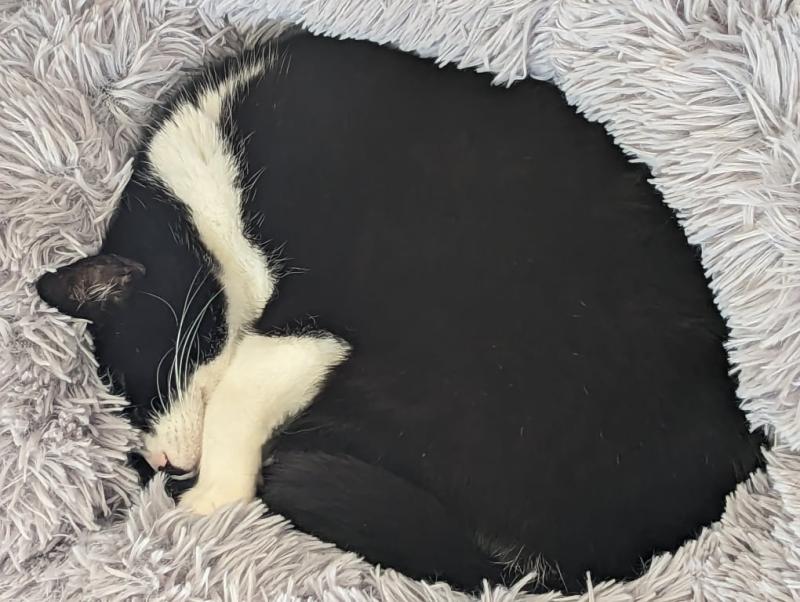 Solid Gold Feline Favorites Grain & Gluten Free with 4 Craveable ...