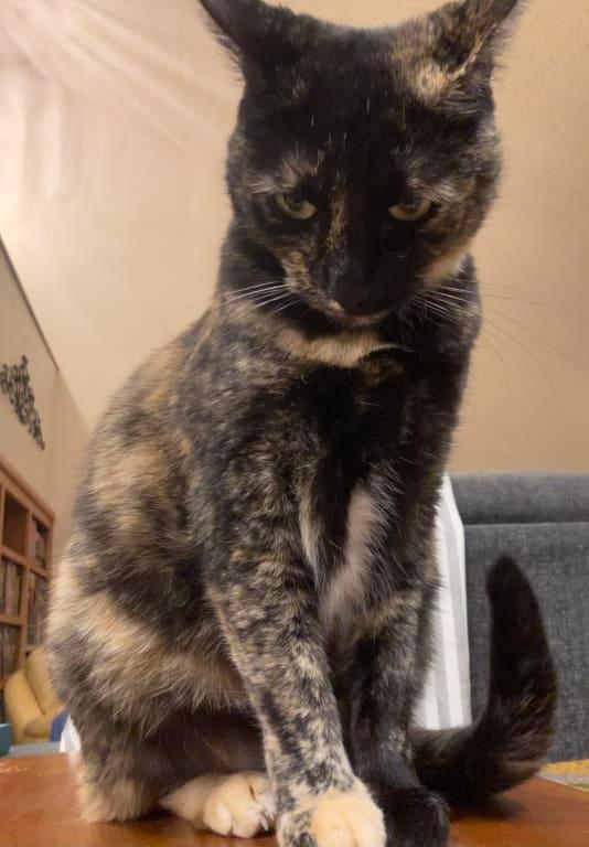 Solid Gold Feline Favorites Grain & Gluten Free with 4 Craveable ...