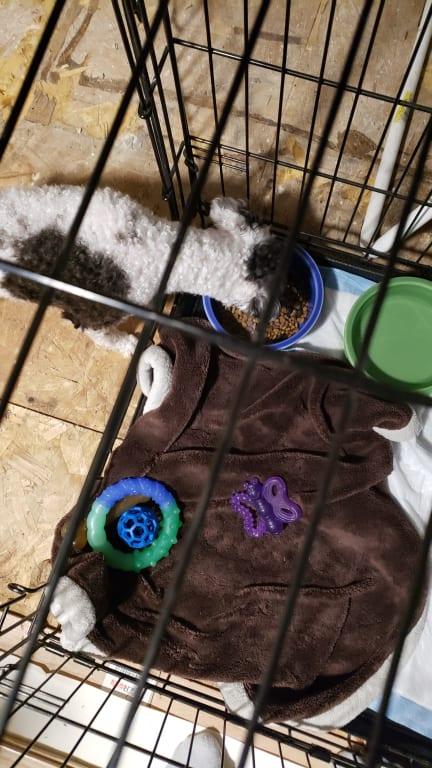 Solid Gold Nurtientboost Wee Bit Bison Dry Dog Food, 3.75 lbs. | Petco