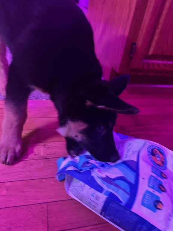 Solid Gold Nutrientboost Wolf Cub Bison PY Dry Dog Food, 22 lbs. | Petco