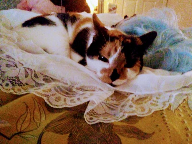 Solid Gold Feline Favorites Grain & Gluten Free with 4 Craveable ...