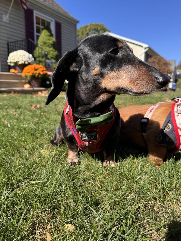 Sassy Woof Harry Potter Dog Adjustable Harness, XX-Small | Petco