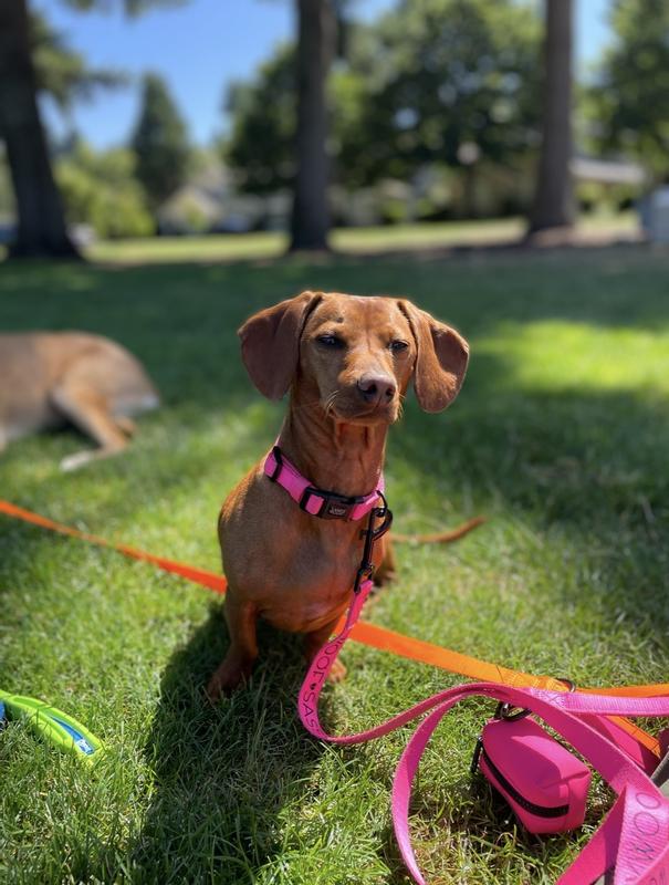Sassy Woof 3 Piece Dog Bundle with Matching Collar, Leash, and Waste ...