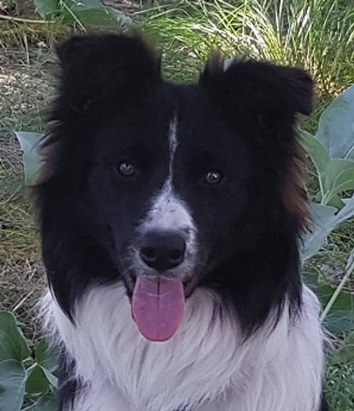 UltraCruz Canine Advanced Joint Supplement for Dogs, 60 ct. at Tractor ...