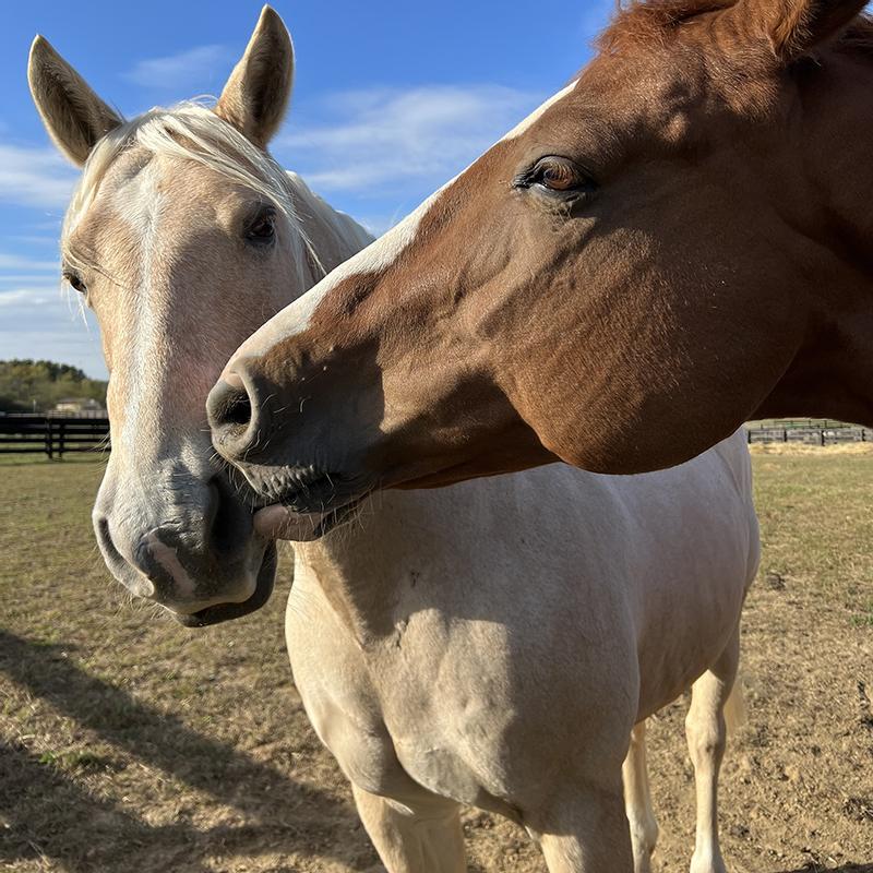 UltraCruz Equine Wellness Supplement for Horses, 10 lb. at Tractor ...