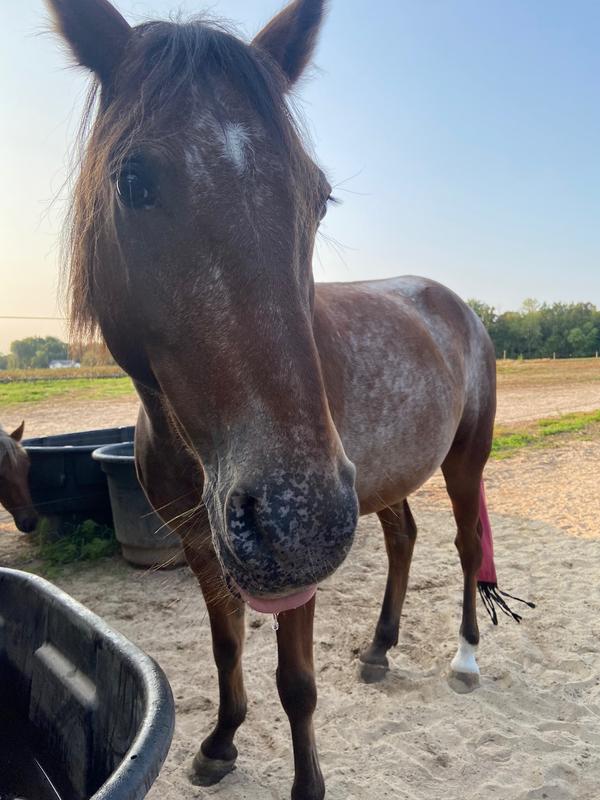 UltraCruz Equine Pure Psyllium Supplement for Horses, 10 lb. at Tractor ...