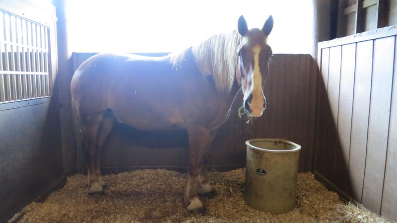UltraCruz Equine Conditioner, 1 gal. at Tractor Supply Co