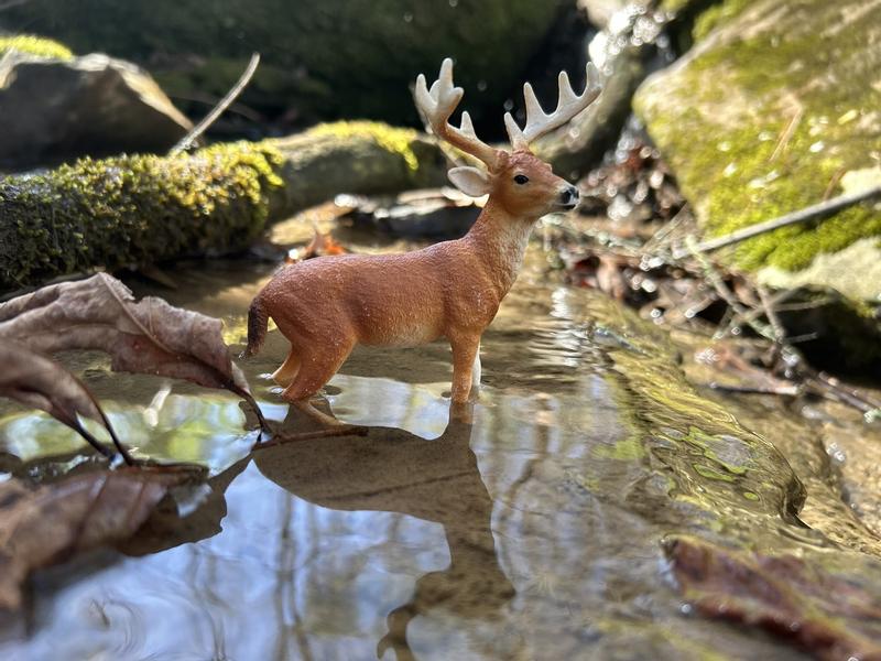 Schleich Wild Life -Tailed Buck Toy Animal Figure - Macy's