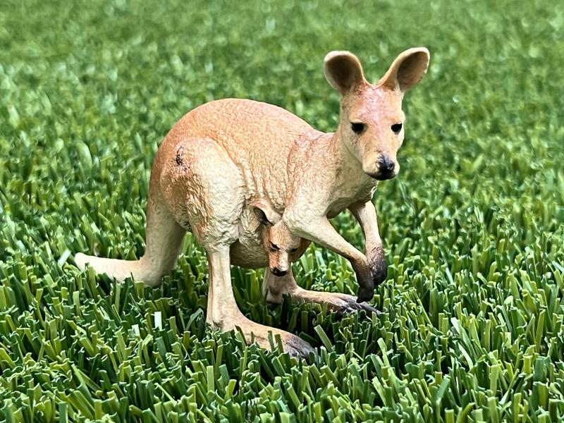Schleich Kangaroo Animal Figure - Macy's