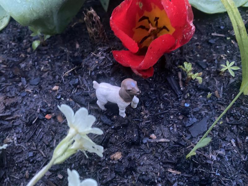 Schleich Boer Goat Kid Toy Figurine, Red at Tractor Supply Co